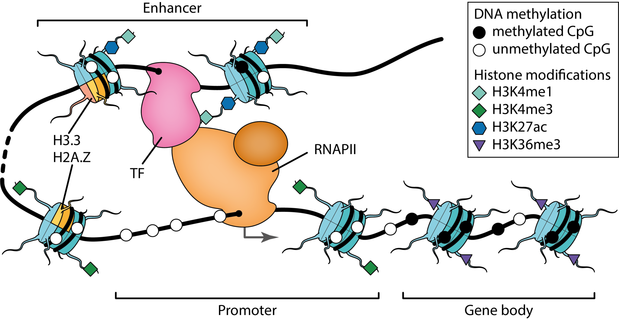 Research – Integrative Cellular Biology and Bioinformatics