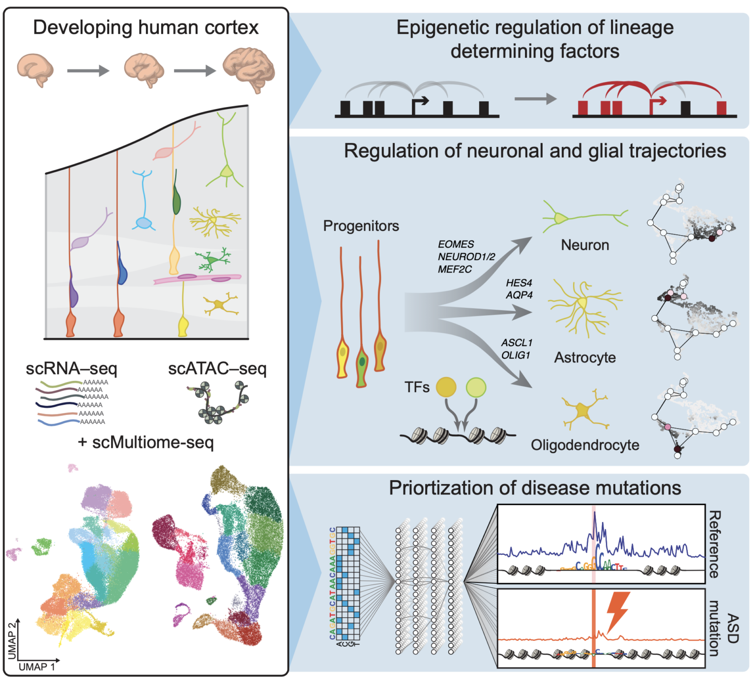 Paper: Single-cell transcriptomic landscape of the developing human ... Paper: Single-cell transcriptomic landscape of the developing human ...